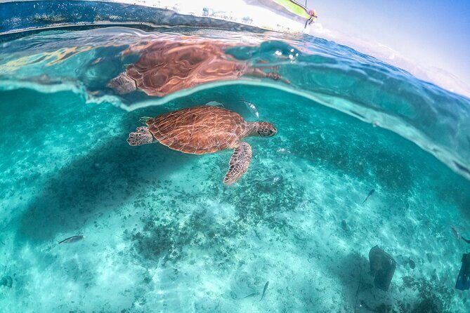Half-day Tour Sea Turtles Encounter in Akumal Bay - The Value Proposition