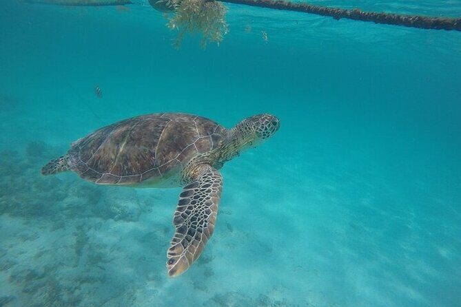 Half-day Tour Sea Turtles Encounter in Akumal Bay - Who Should Consider This Tour?