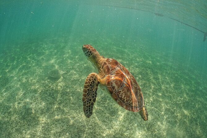 Half-day Tour Sea Turtles Encounter in Akumal Bay - The Sum Up