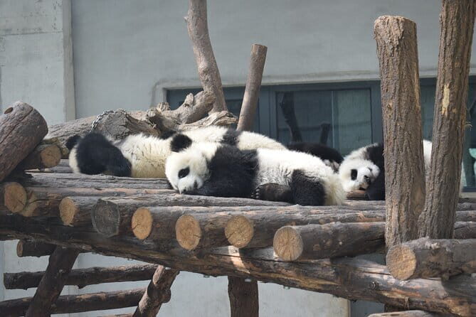 Half Day Tour to Xi'an Wild Panda Breeding and Protecting Center - Exploring the Itinerary