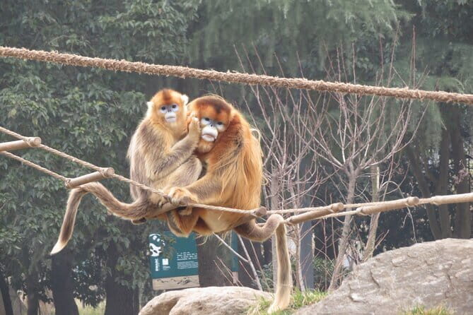 Half Day Tour to Xi'an Wild Panda Breeding and Protecting Center - FAQs