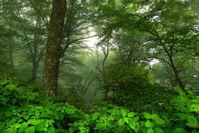Half-Day Tour With Instruction in Vistas & Waterfall Photography - The Sum Up