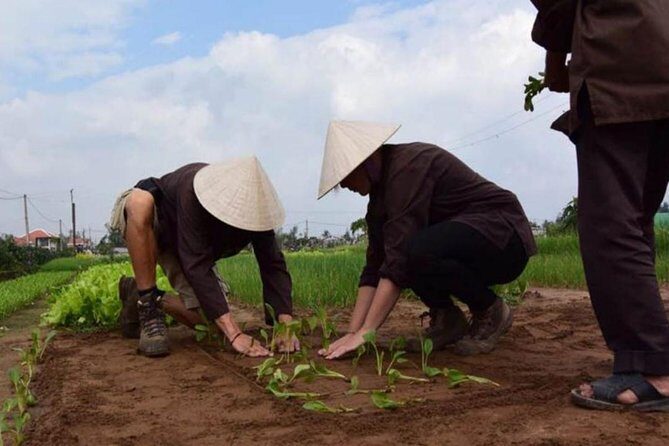 Half -Day Tra Que Herbal Village Tour from Hoi An - Detailed Breakdown of the Tour