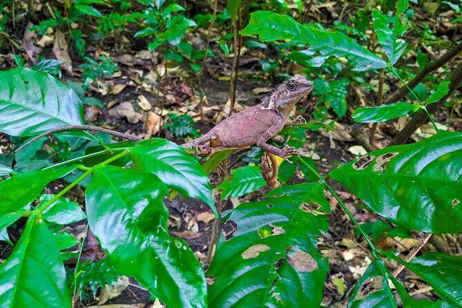 Half Day Trekking Cat Ba National Park - An Introduction to the Trekking Journey