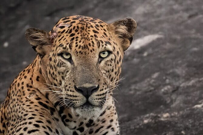 Half Day trip in Yala National Park - Key Points