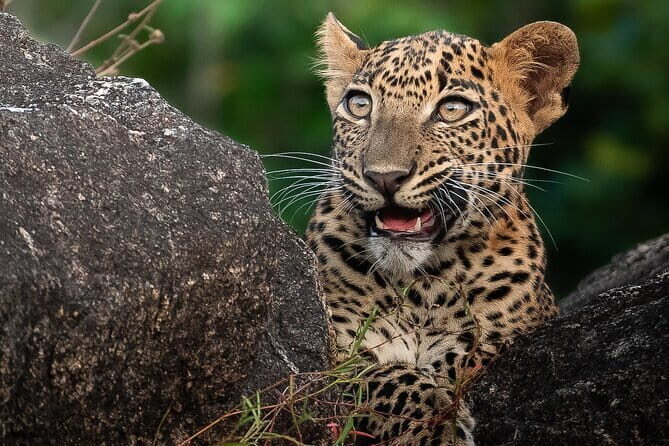 Half Day trip in Yala National Park - Why This Tour Offers Great Value