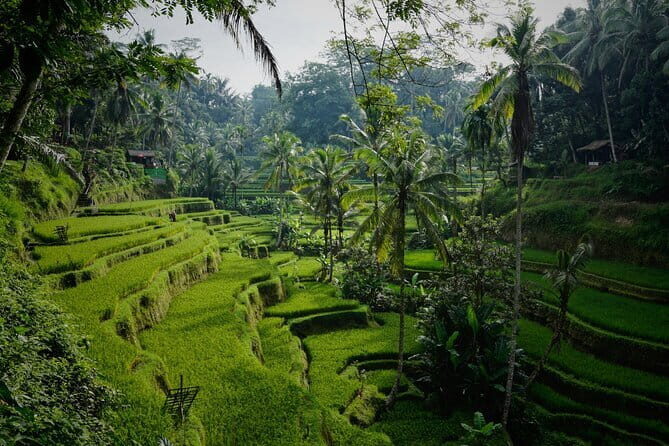 Half Day Ubud and Tampak Siring Private Tour From Bali - Final Thoughts