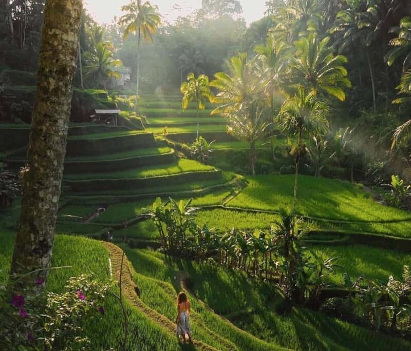 Half-Day Ubud Tour: Pakudui Terraces, Waterfall+Water Temple - Key Points