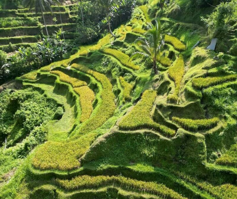 Half-Day Ubud Tour: Pakudui Terraces, Waterfall+Water Temple - Exploring Pakudui Rice Terraces