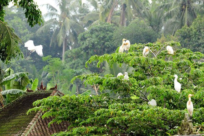 Half Day Ubud Tour: Ubud Unique Spots - Who Is This Tour Perfect For?