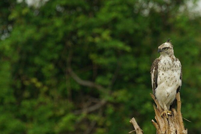 Half Day Udawalawe Safari (Entrance + Lunch) - Why Choose This Safari Experience?