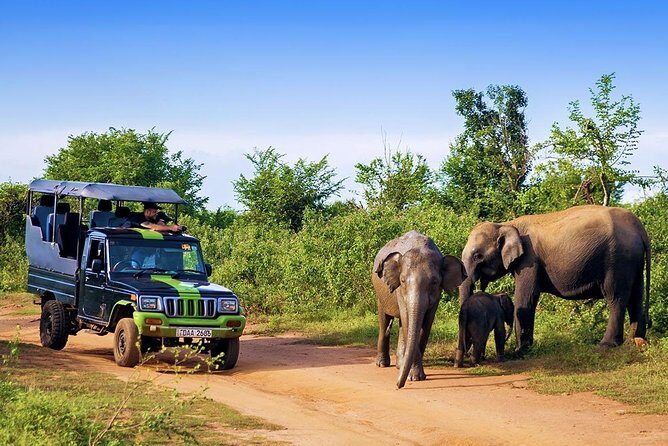Half Day Udawalawe Safari (Entrance + Lunch) - Transport and Group Size: What You Need to Know
