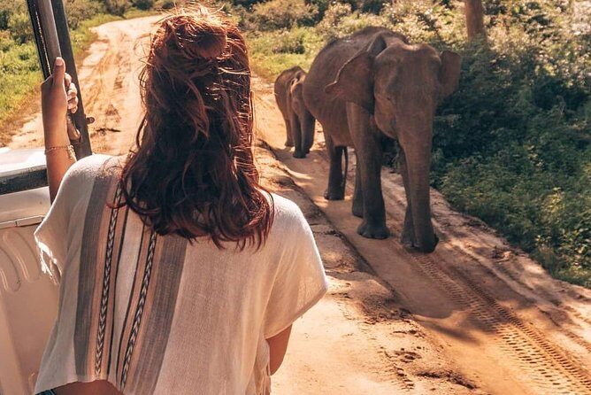 Half Day Udawalawe Safari from Kalutara (Entrance + Lunch) - Key Points