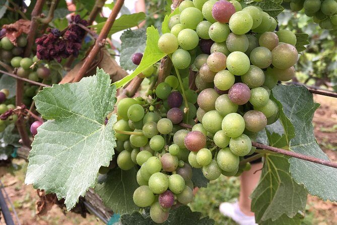Half-Day Victoria to Cowichan Valley Wine Tour with Tastings - In-Depth Look at the Tour