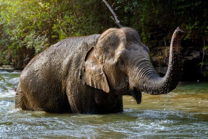 Half Day Visit Elephant Sanctuary in Samui - Group Size and Transportation