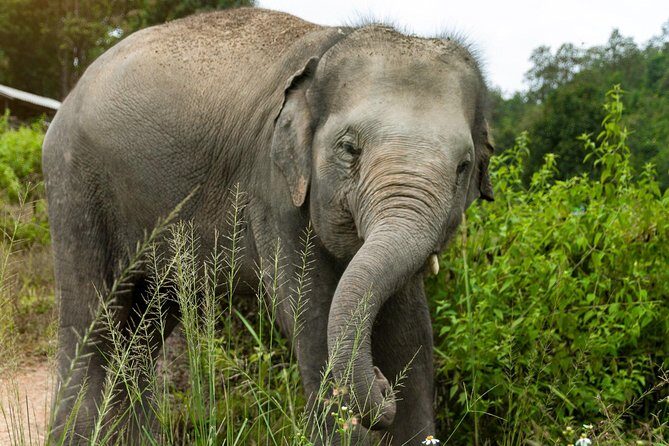 Half Day Visit Elephant Sanctuary in Samui - The Value for Money