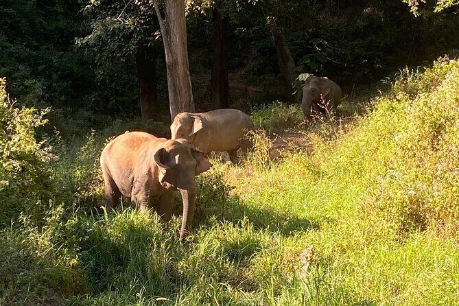Half Day Visit Smile Elephant Chiang Mai - What to Expect from Your Chiang Mai Elephant Experience