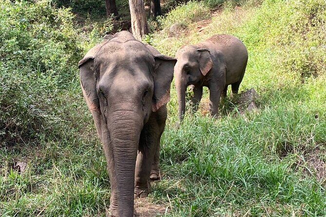 Half Day Visit Smile Elephant Chiang Mai - The Sum Up: Who Should Consider This Tour?