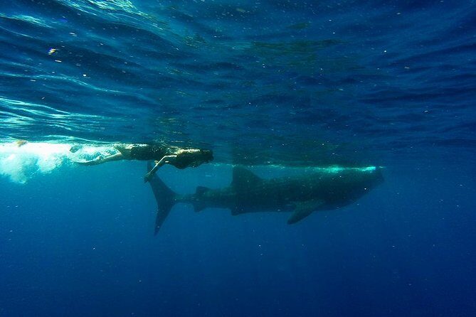 Half Day Whale Shark Tour From Playa del Carmen - Who Is This Tour Best Suited For?