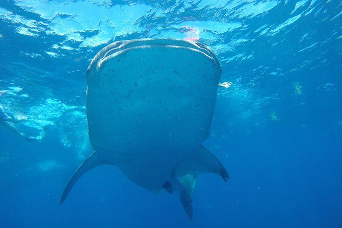 Half Day Whale Shark Tour From Playa del Carmen - FAQ about the Whale Shark Tour
