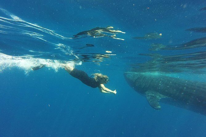 Half Day Whale Shark Tour From Playa del Carmen - Final Thoughts