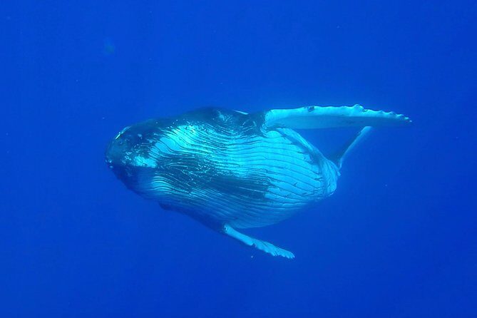 Half day whale tour 4h00 - The Itinerary in Detail