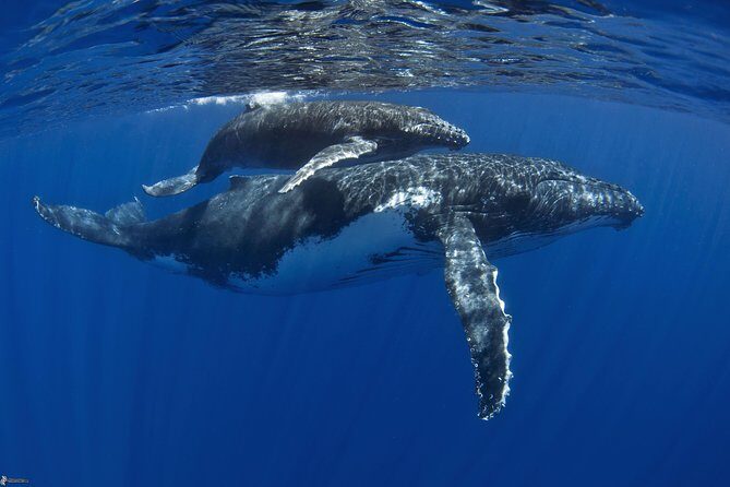 Half day whale tour 4h00 - Exploring Moorea’s Whale Tour in Detail