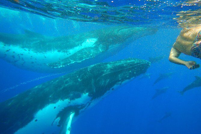 Half day whale tour 4h00 - FAQs
