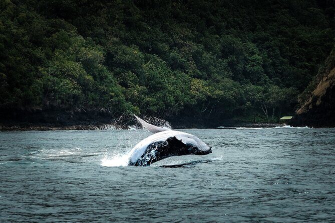 Half Day Whale Watching in a Small Shared Group - An Overview of the Experience