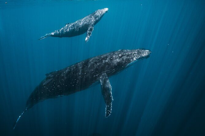 Half Day Whale Watching in a Small Shared Group - Analyzing the Value: Is It Worth the Price?
