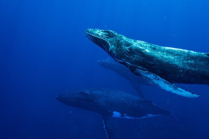 Half Day Whale Watching in a Small Shared Group - Practical Details