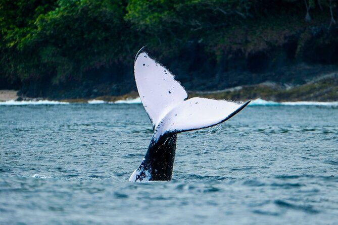 Half Day Whale Watching in a Small Shared Group - Who Will Love This Tour?