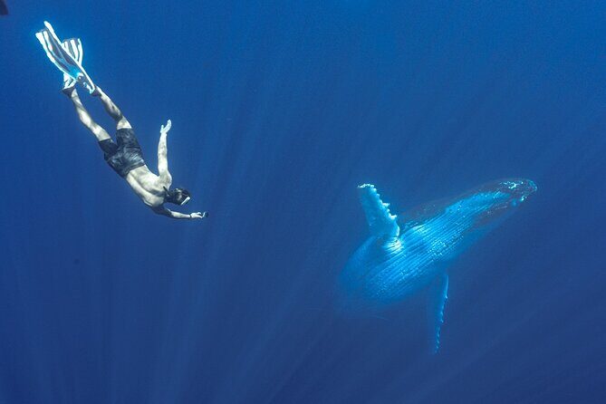 Half Day Whale Watching in a Small Shared Group - Final Thoughts