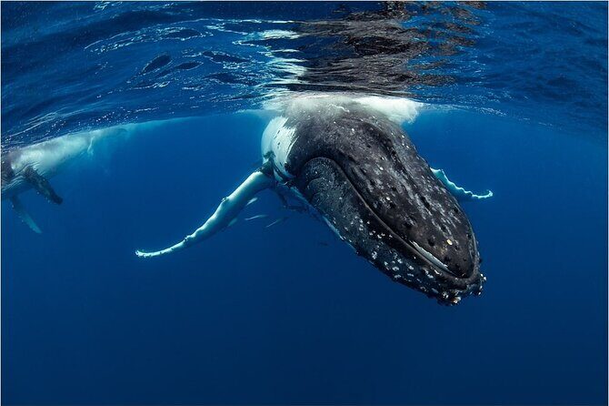 Half-Day Whale Watching Tour from Burnett Heads with Lunch - From Start to Splash: What You Can Expect