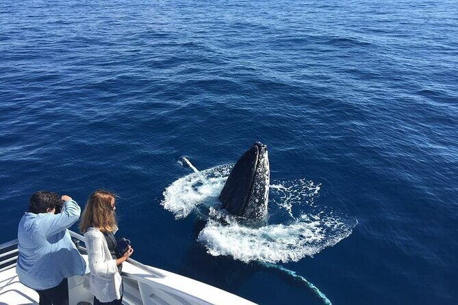 Half-Day Whale Watching Tour from Burnett Heads with Lunch - Practical Details: Making the Most of Your Tour