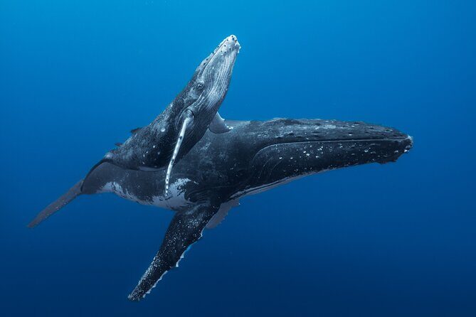 Half day Whales watching PRIVATE group - An Up-Cclose Encounter with Tahiti’s Humpback Whales: A Detailed Review