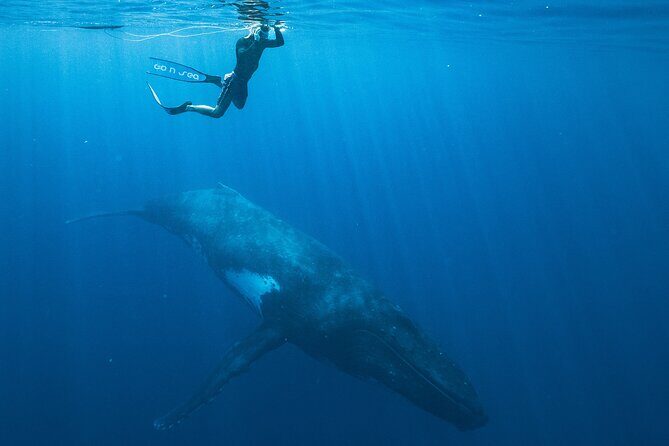 Half day Whales watching PRIVATE group - FAQ