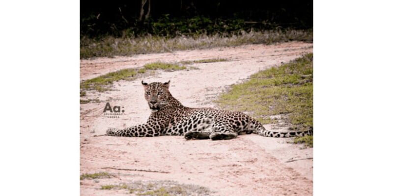 Half-Day Wild Safari in Yala National Park - Discovering Yala’s Wild Side: What to Expect