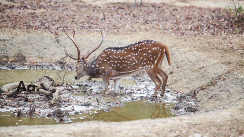 Half-Day Wild Safari in Yala National Park - The Real Guest Experiences