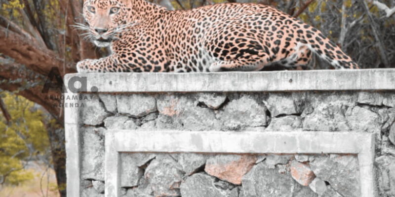 Half-Day Wild Safari in Yala National Park - Final Thoughts: Who Should Consider This Safari?