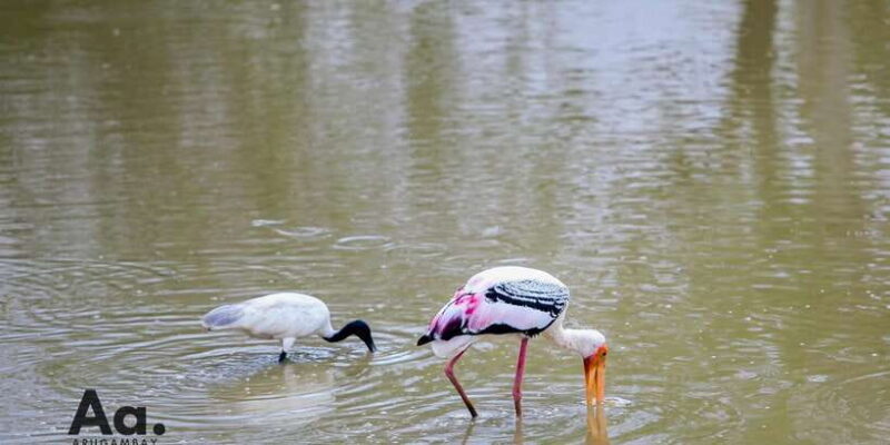Half-Day Wild Safari in Yala National Park - FAQ