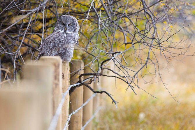 Half-Day Wildlife Safari Tour in Grand Teton National Park - What Makes This Tour Stand Out?