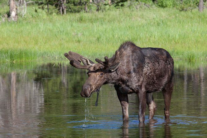 Half-Day Wildlife Safari Tour in Grand Teton National Park - Who Should Consider This Tour?