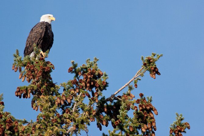 Half-Day Wildlife Safari Tour in Grand Teton National Park - FAQ