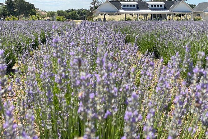 Half-day Wine and Olive Oil Tasting and Lavender Farm Tour - A Closer Look at the Half-day Wine and Olive Oil Tasting and Lavender Farm Tour