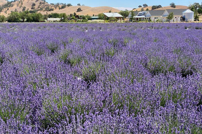 Half-day Wine and Olive Oil Tasting and Lavender Farm Tour - Exploring the Itinerary: A Day of Flavors and Views