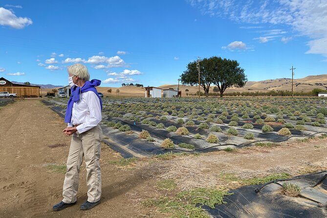 Half-day Wine and Olive Oil Tasting and Lavender Farm Tour - How the Experience Comes Together