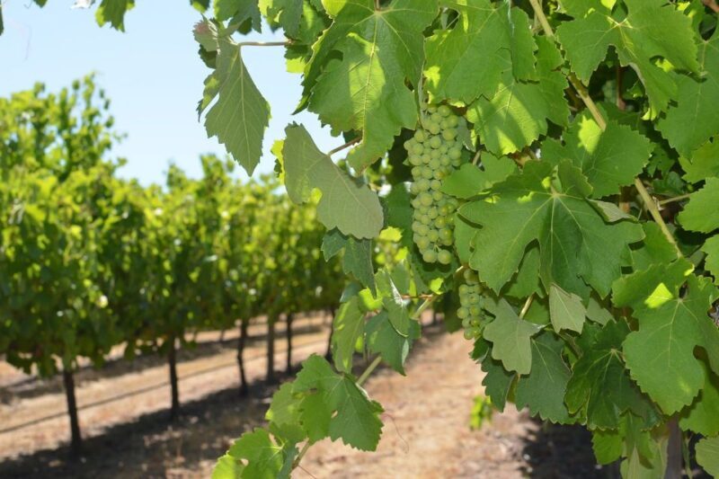 Half day Wine and Sights Discovery Tour Busselton - Frequently Asked Questions
