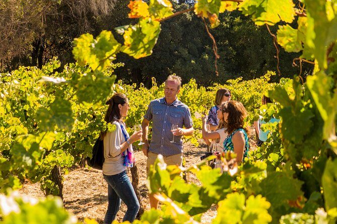 Half-Day Wine Country Tour from San Francisco - Transportation and Comfort