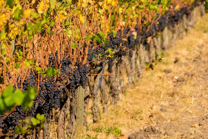 Half-Day Wine Country Tour from San Francisco - Who Should Take This Tour?